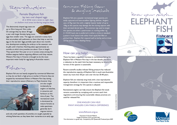 Fishing for elephants? - Fishing World Australia