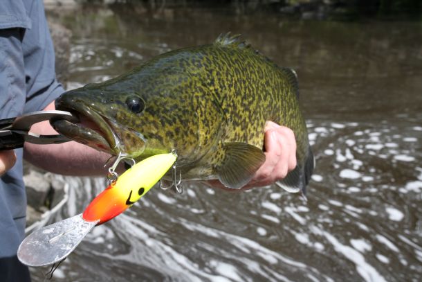 Murray cod season opens December 1 - Fishing World Australia