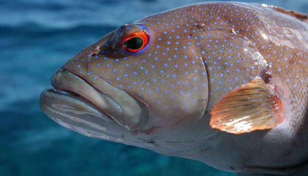 Nats to block Garrett on Coral Sea - Fishing World Australia