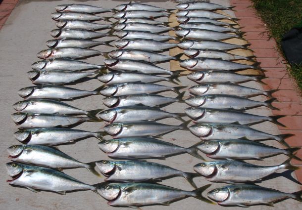 Kingfish black market exposed - Fishing World Australia