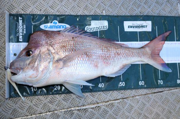 Coffs Snapper Classic on again - Fishing World Australia