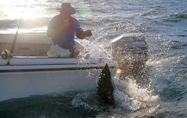 Aussie photographer encounters mad mako - Fishing World Australia