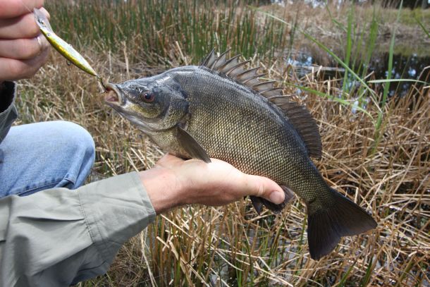 Fishing regulations compliance on the rise - Fishing World Australia