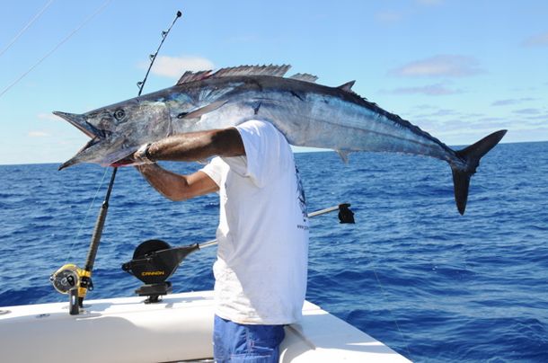 Wahoo the speed machines - Fishing World Australia