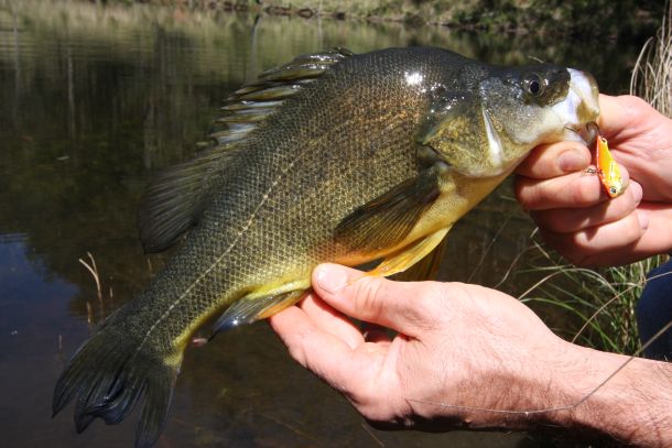 Native fish breeding seminar - Fishing World Australia