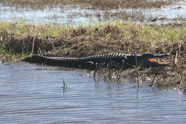Female fishos attract Corroboree croc - Fishing World Australia