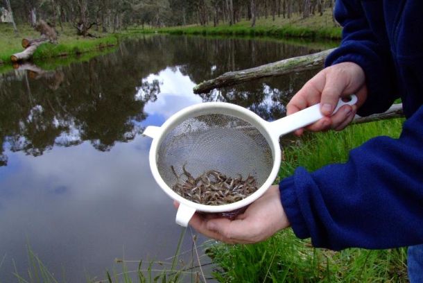 Trout stockings get underway - Fishing World Australia