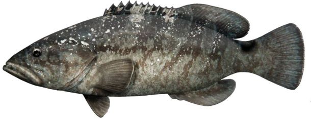 Black cod recovery plan - Fishing World Australia