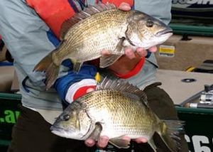 Twin Rivers bream Classic - Fishing World Australia