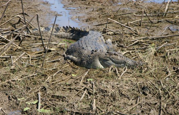 Dog-eating croc trapped on Daly River - Fishing World Australia