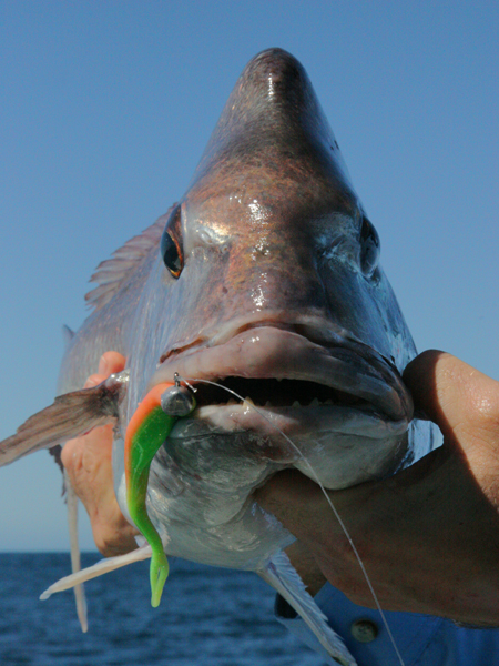 Yakkers get go ahead for Snapper Classic - Fishing World Australia