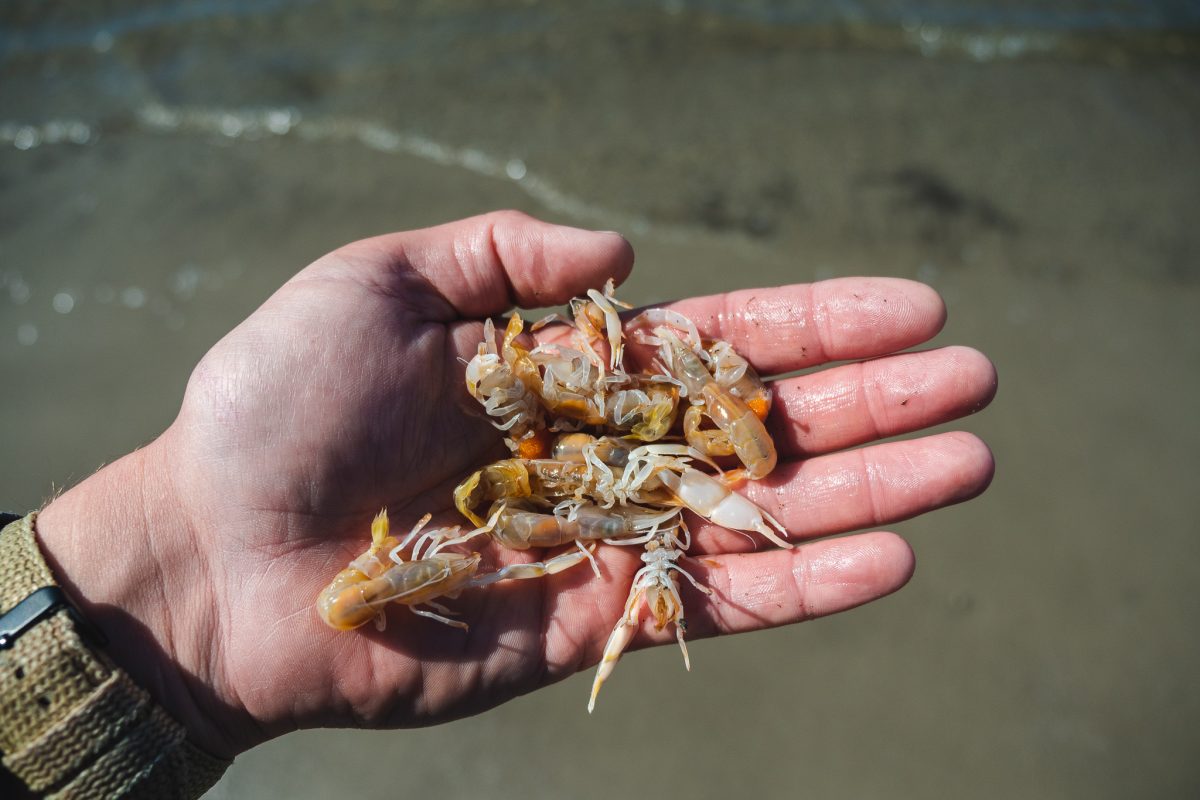 Estuary fishing basics - Fishing World Australia