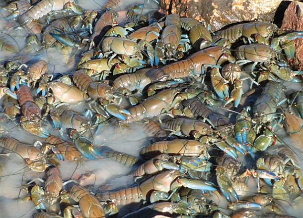 Cooper Creek yabby mystery - Fishing World Australia