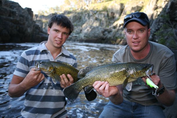 Murray cod season set to re-open - Fishing World Australia