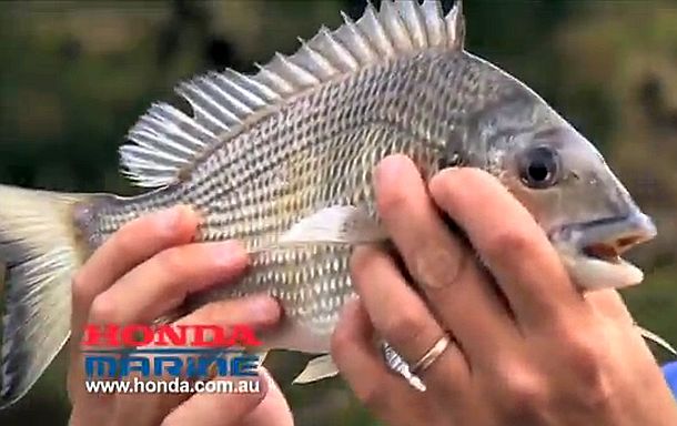 VIDEO: How to - Lure fish for bream - Fishing World Australia
