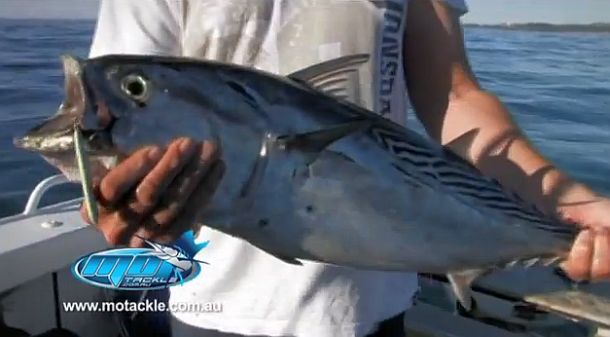 VIDEO: How to - Spin for pelagics - Fishing World Australia