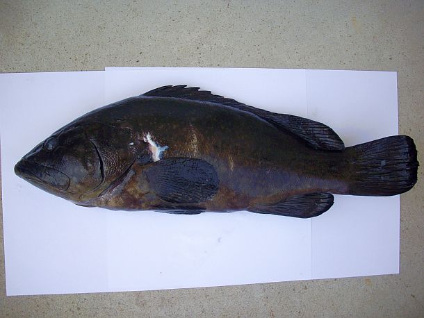 Spearo fined for black rockcod kill - Fishing World Australia