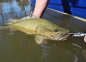 Murray cod size limit review in Victoria - Fishing World Australia