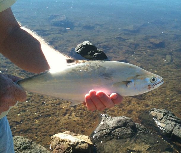 "Weird catch" season arrives - Fishing World Australia