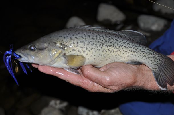 Pipeline proposal endangers trout cod comeback - Fishing World Australia