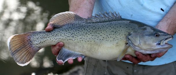 Trout cod reintroduced to Ovens River - Fishing World Australia