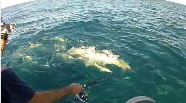 VIDEO: Mackerel Islands mayhem! - Fishing World Australia