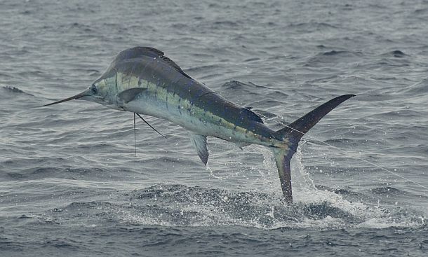 US takes big step in billfish conservation - Fishing World Australia