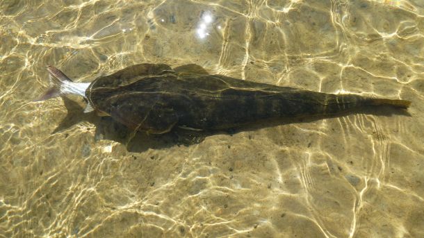 Flathead bites more than it can chew - Fishing World Australia