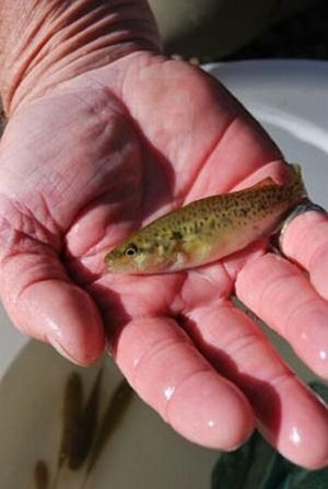 Two million natives stocked in VIC waters - Fishing World Australia