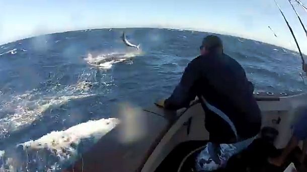 VIDEO: Black marlin tag & release - Fishing World Australia