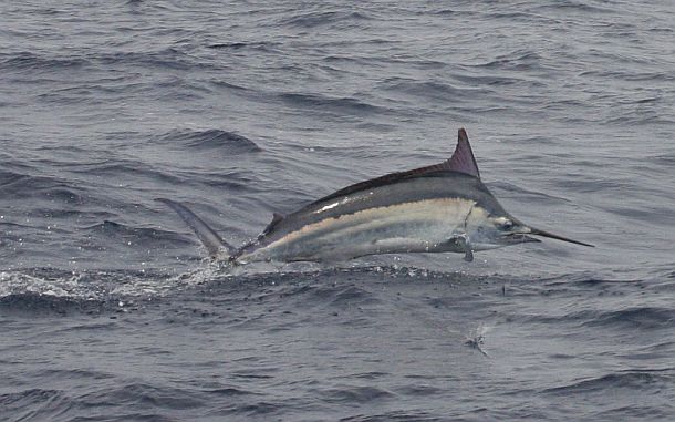 Report: East coast marlin season shaping up - Fishing World Australia