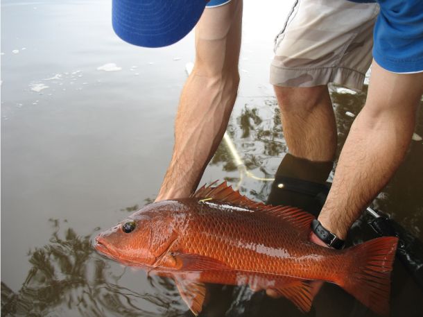 Mangrove jack breeding breakthrough - Fishing World Australia