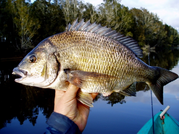 Fisheries responds to bream netting outrage - Fishing World Australia