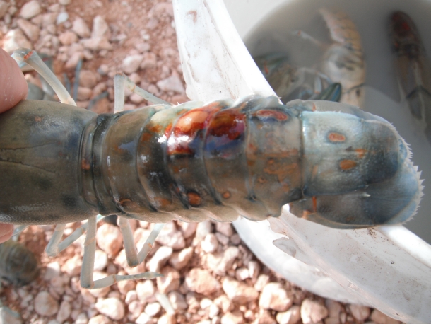 Yabby fishers seeing red - Fishing World Australia