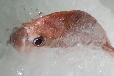 Look after your catch, for your own good - Fishing World Australia