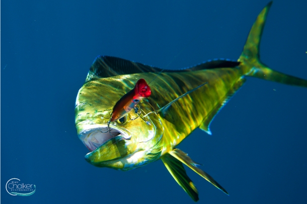 Award-winning dollie - Fishing World Australia