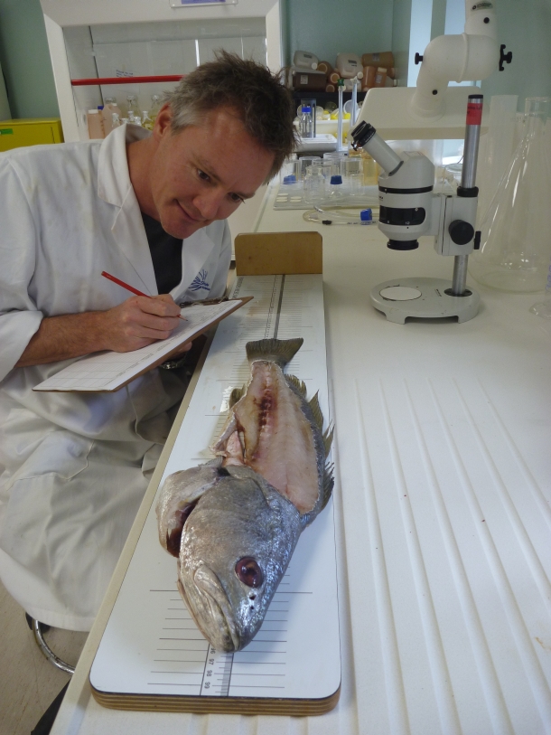 Fishos asked to assist in fish management research - Fishing World ...