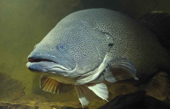 Murray cod secrets revealed - Fishing World Australia