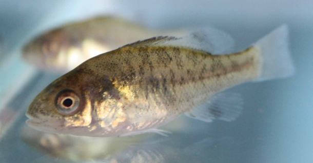 Stockings make a future for endangered Mac perch - Fishing World Australia
