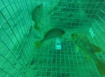 VIDEO: Barotrauma in golden snapper - Fishing World Australia