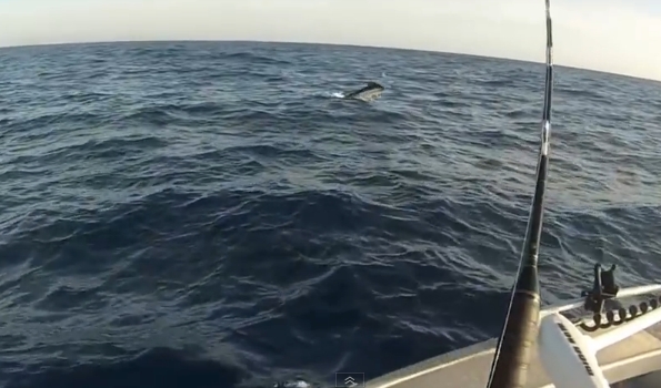 VIDEO: Striped marlin from a tinny - Fishing World Australia