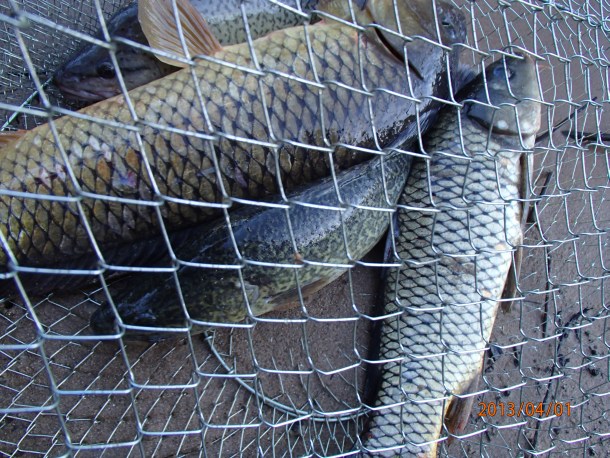 Cod captor caught out - Fishing World Australia