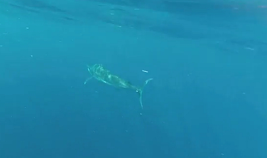 VIDEO: Marlin & sharks from a kayak - Fishing World Australia
