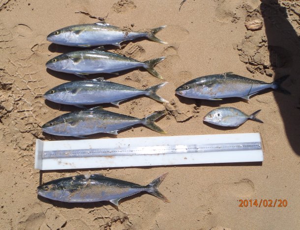 Offenders face fines for undersize kings - Fishing World Australia