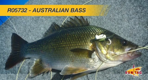 Bass travels record distance - Fishing World Australia