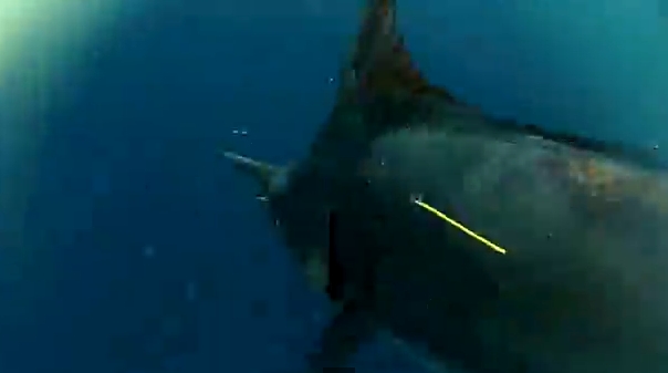VIDEO: Small boat marlin action! - Fishing World Australia