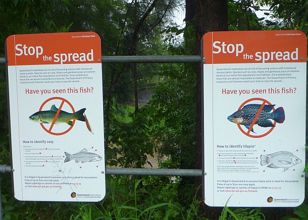 Fish Facts: Tilapia - Stop the spread! - Fishing World Australia