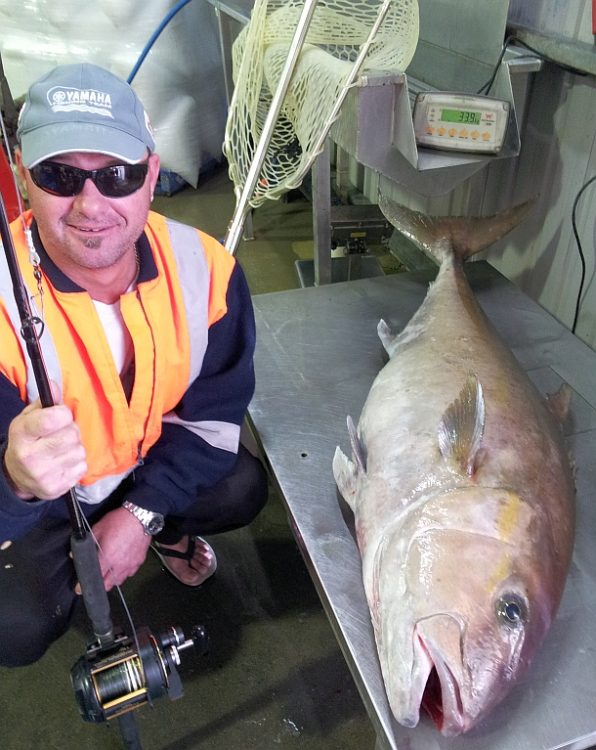 Record samson caught in SA - Fishing World Australia