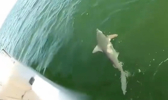 VIDEO: Shark eaten by grouper - Fishing World Australia