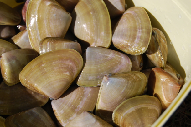 Man caught with 10 times pipi limit in Victoria - Fishing World Australia